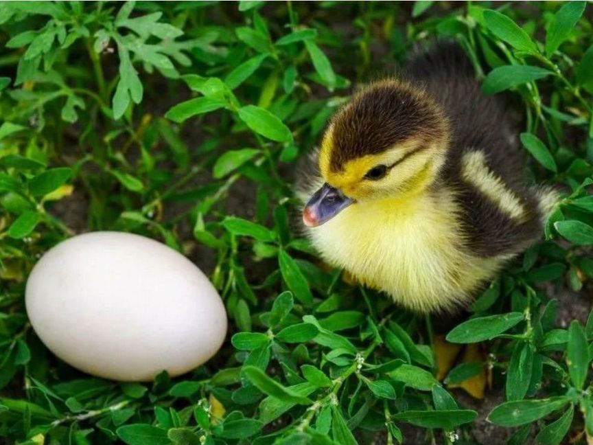 Индоутята суточные