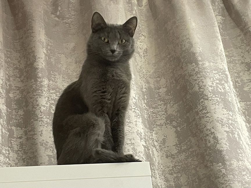 Кошка шартрез