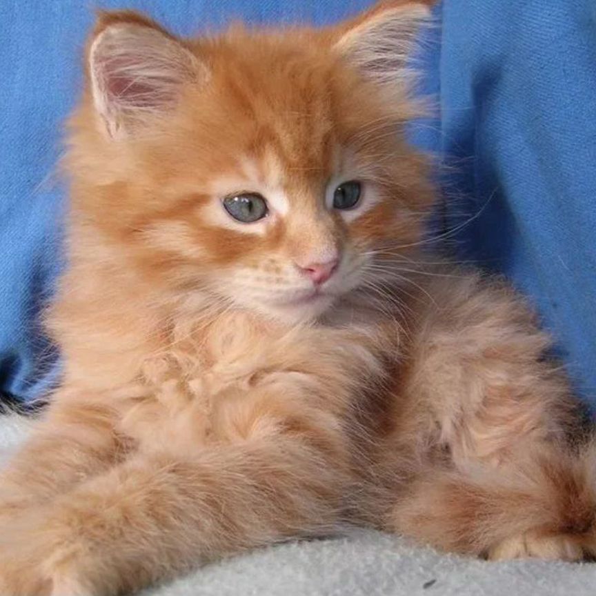 Мейн-кун гибриды дети