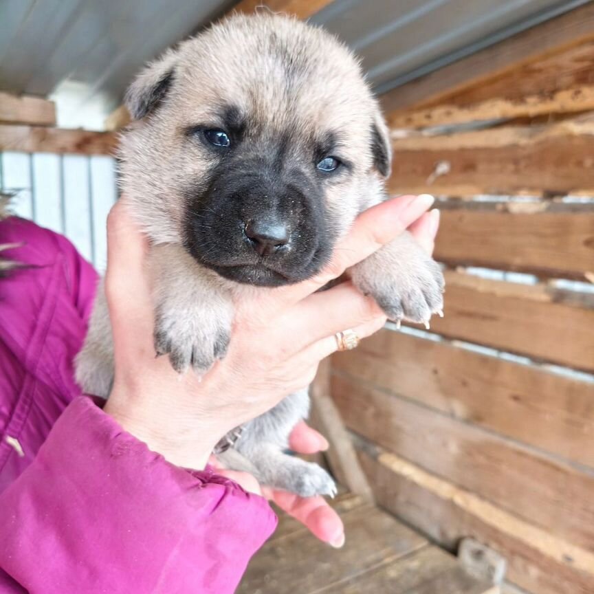 Щенки-мальчики в добрые руки