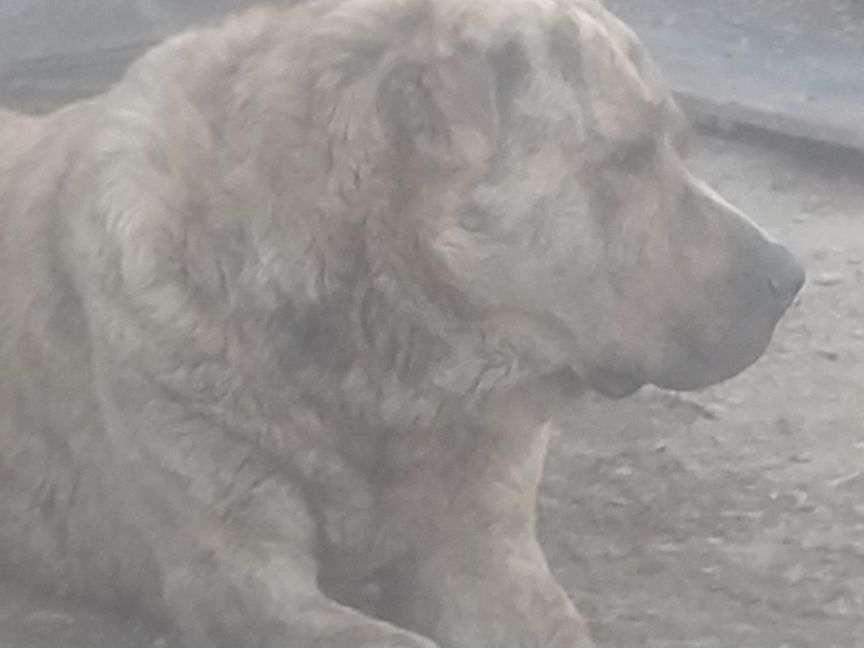 Среднеазиатская овчарка алабай