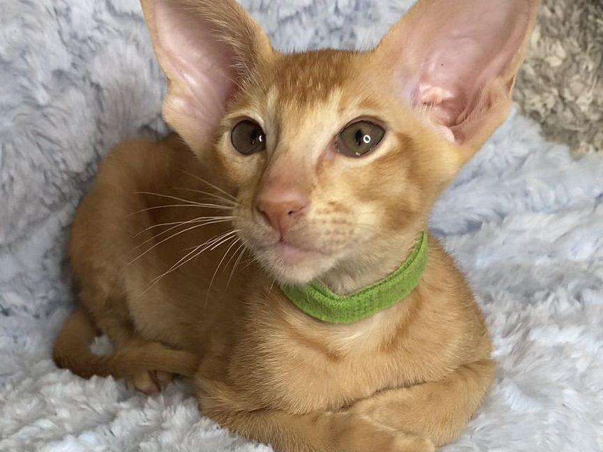 Ориентальные котята