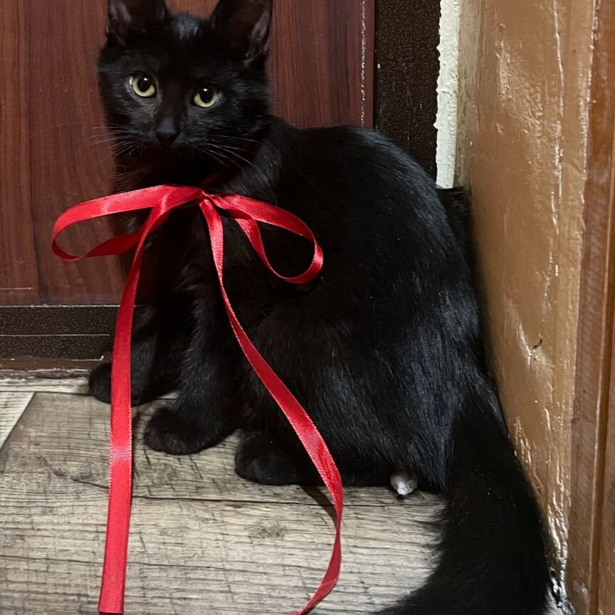 Черный котенок Джон Доу
