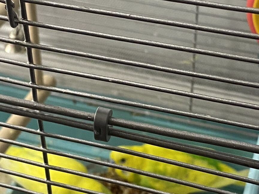 Два волнистых попугая с клеткой