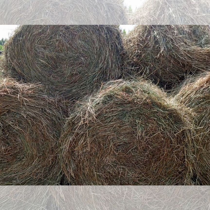 Продам сено в рулонах
