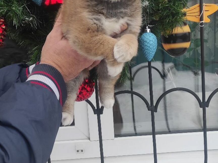 Сиба ину девочка