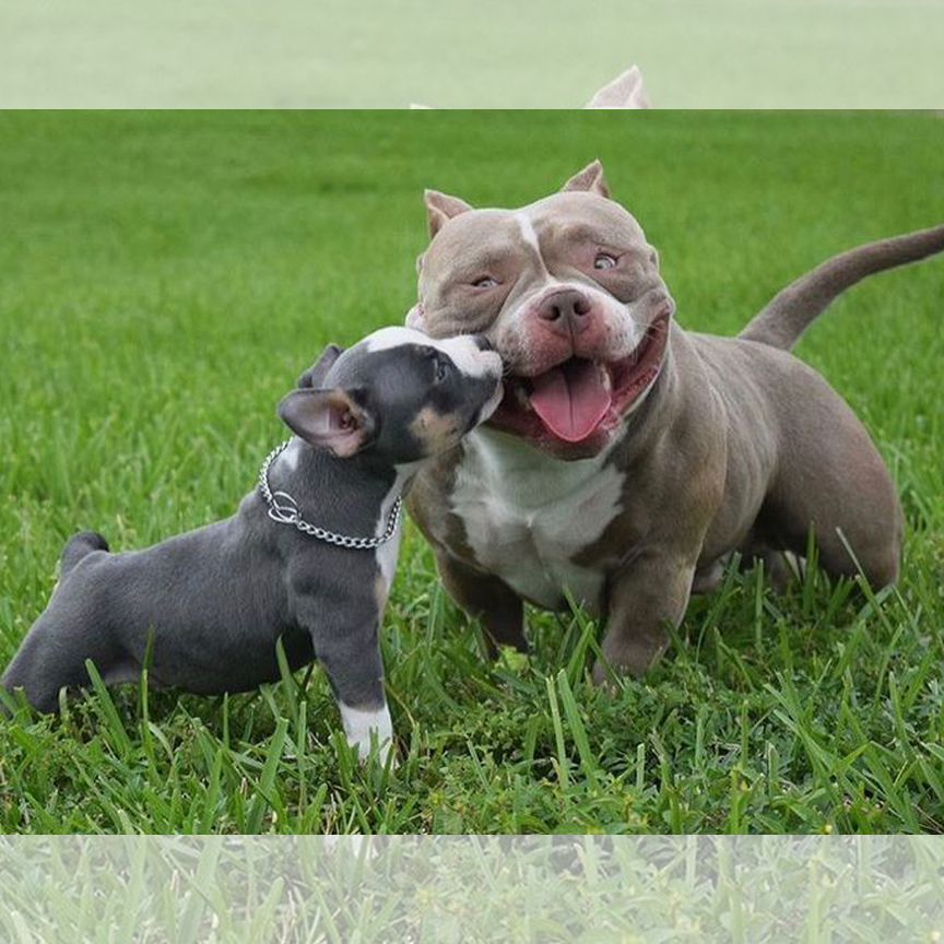 Щенки американского булли