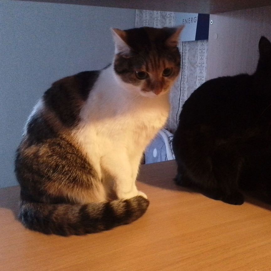 Алтайский котёнок