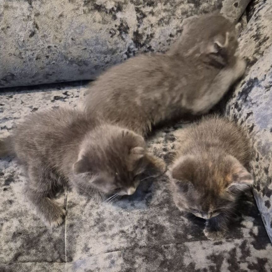 Шотландский вислоухий короткошёрстный котёнок