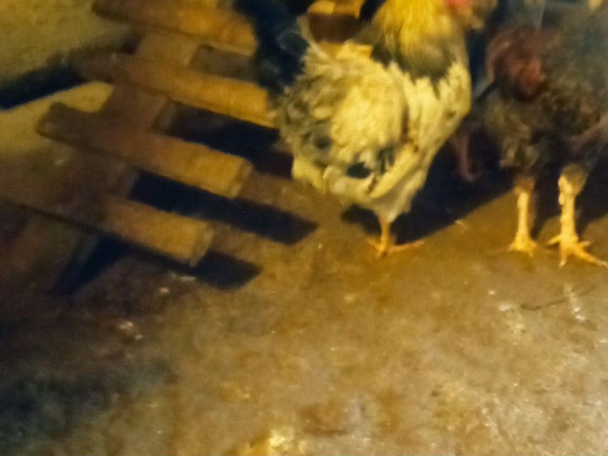 Молодые петухи