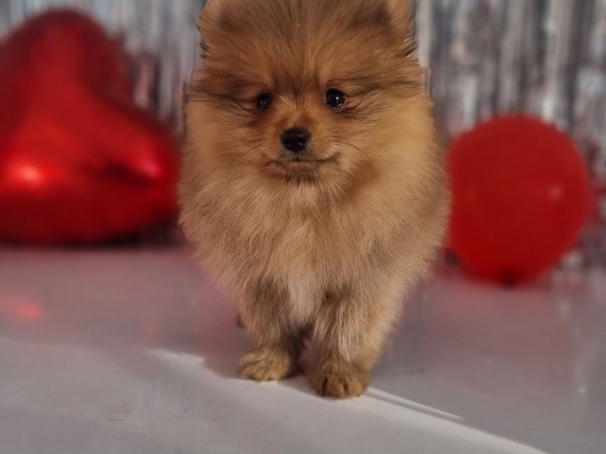 Померанский шпиц