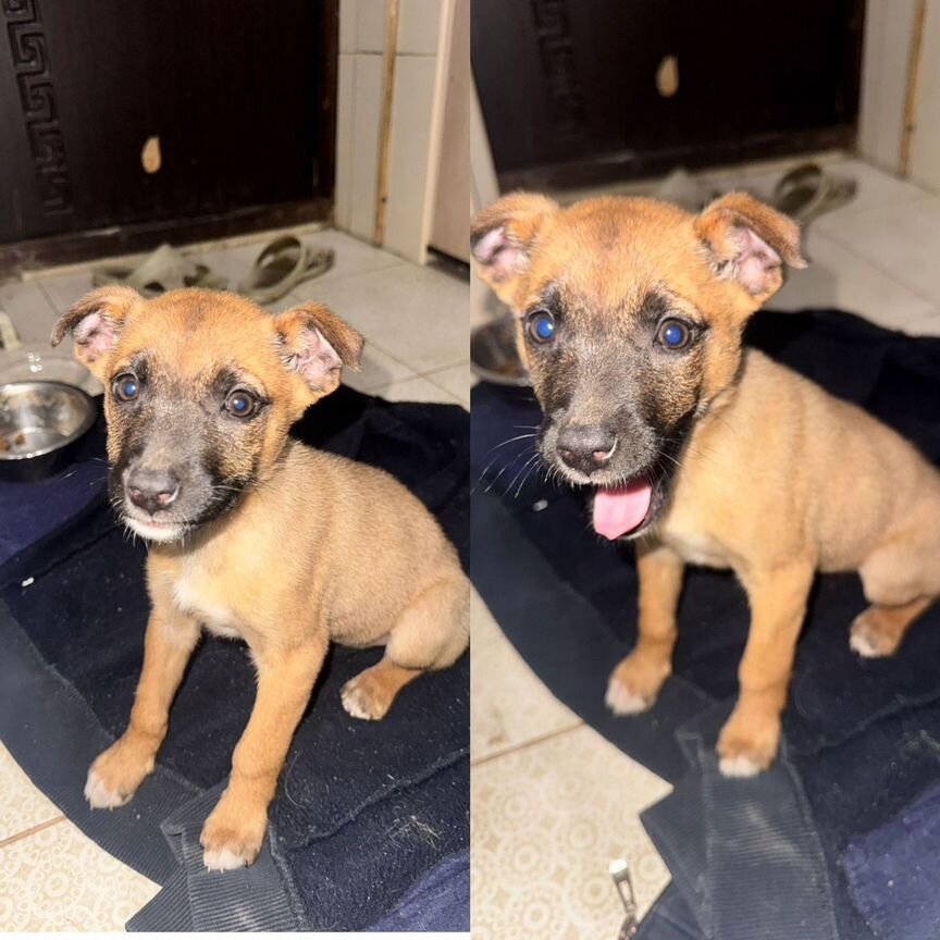 Щенок в добрые руки бесплатно