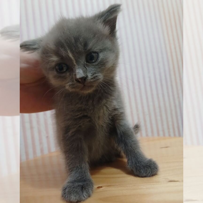 Шотландский вислоухий короткошёрстный котёнок