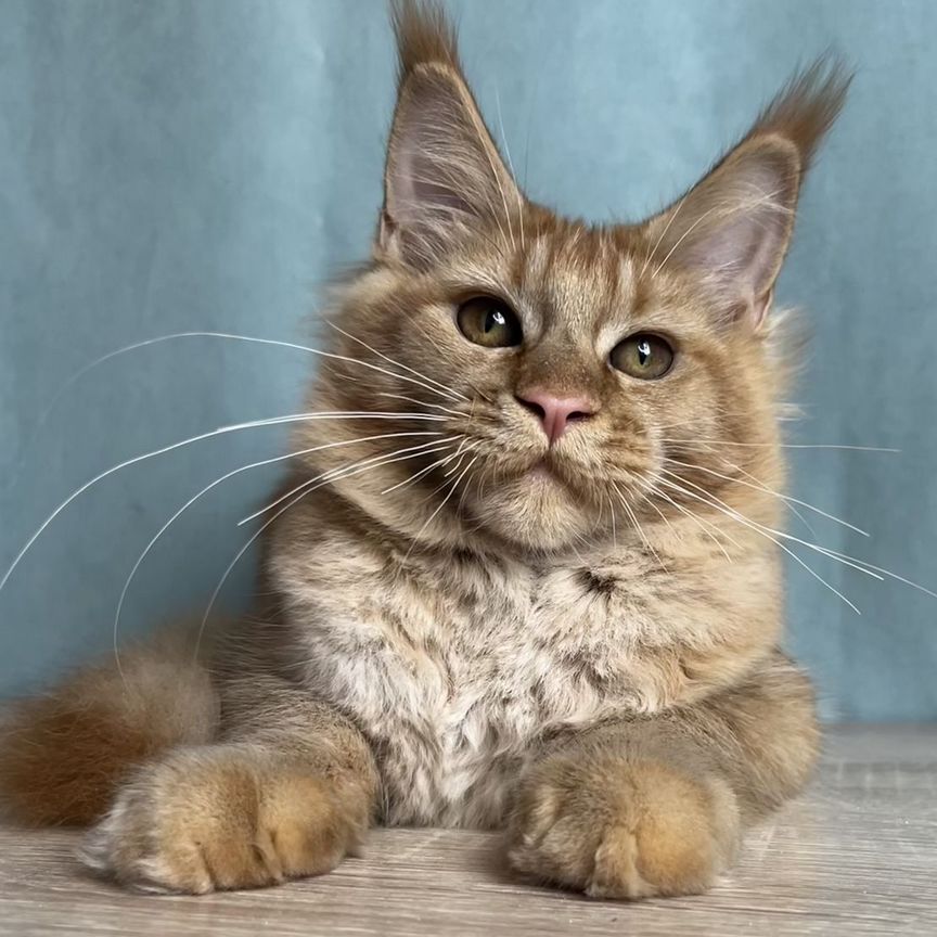 Мейн-кун котёнок