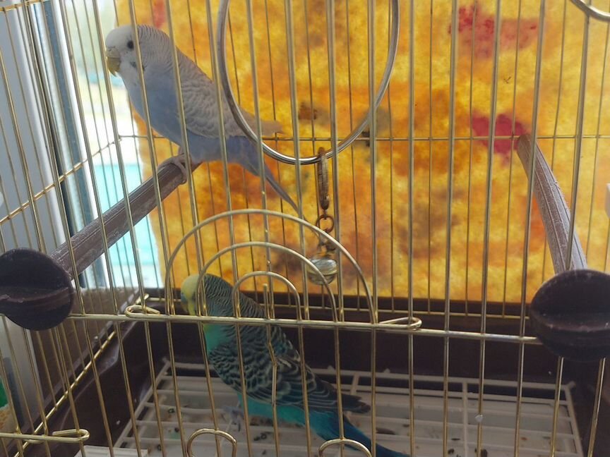 Волнистый попугай