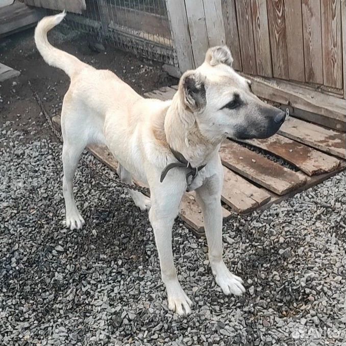 Щенок (метис кангала) ищет хозяина. В хорошие руки