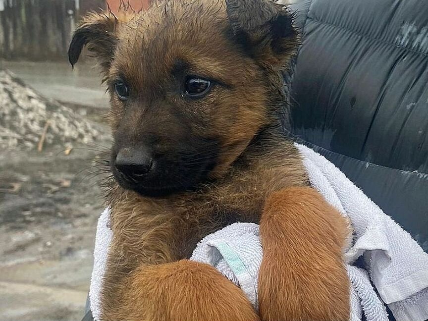 Щенок метис овчарки девочка 2 месяца