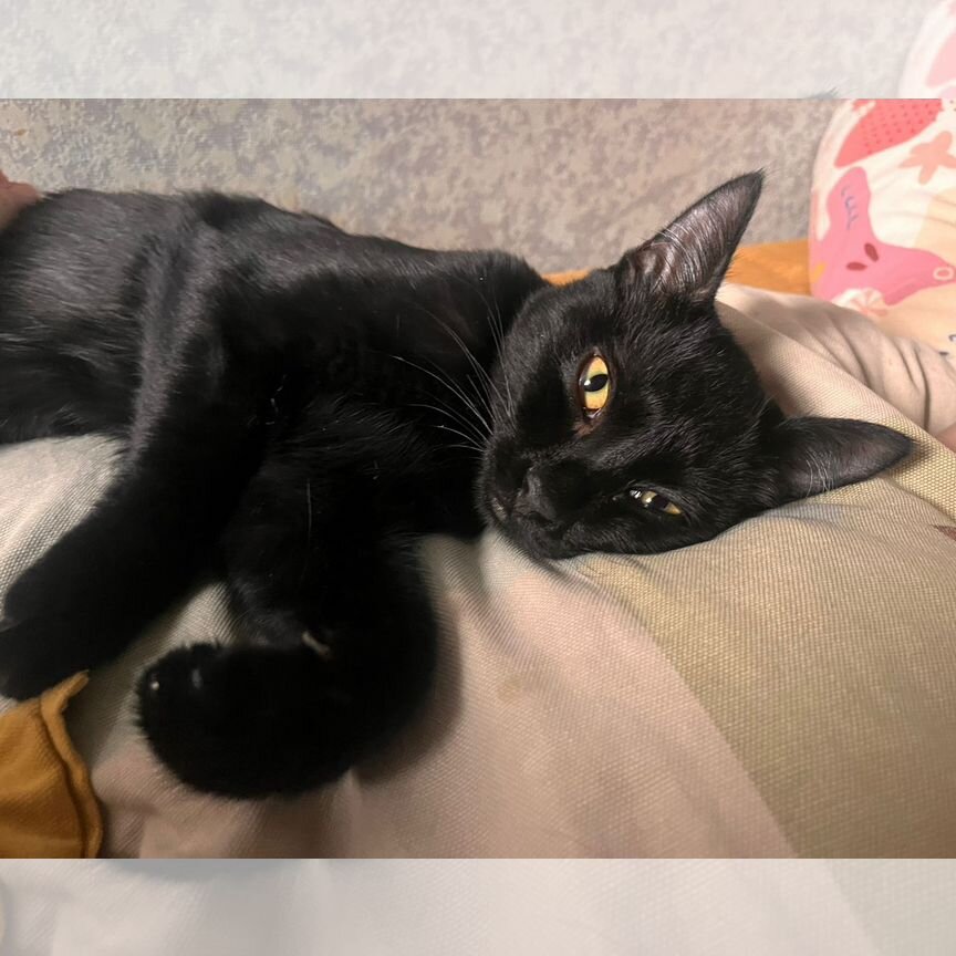 Взрослый кот в добрые руки