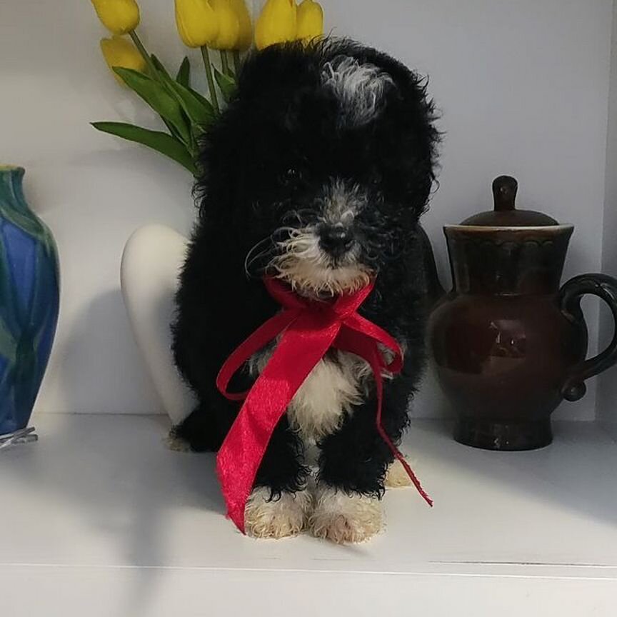 Мальтипу конфетка