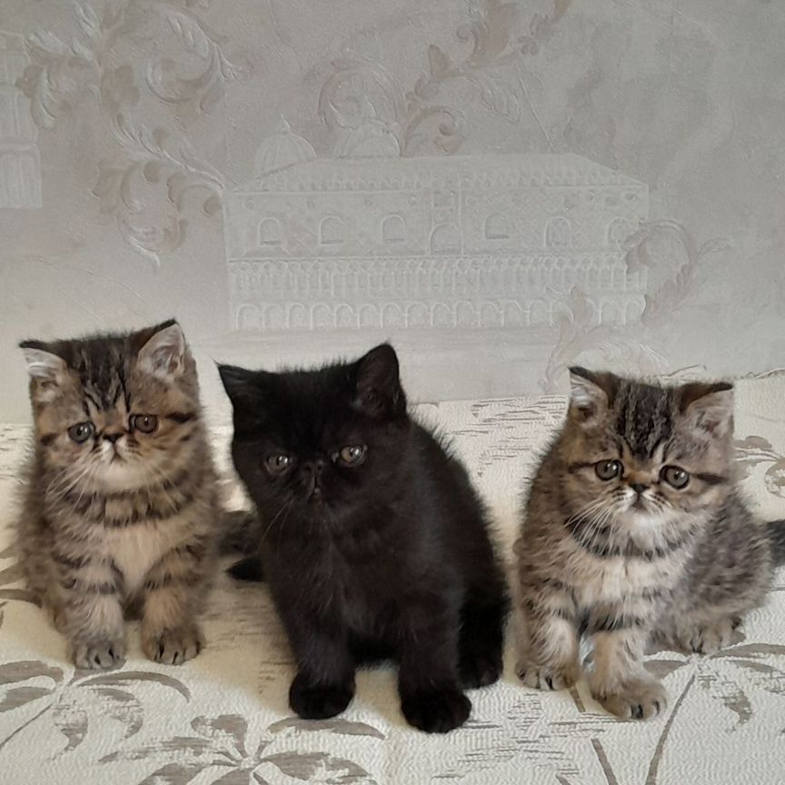Экзотические кошечки