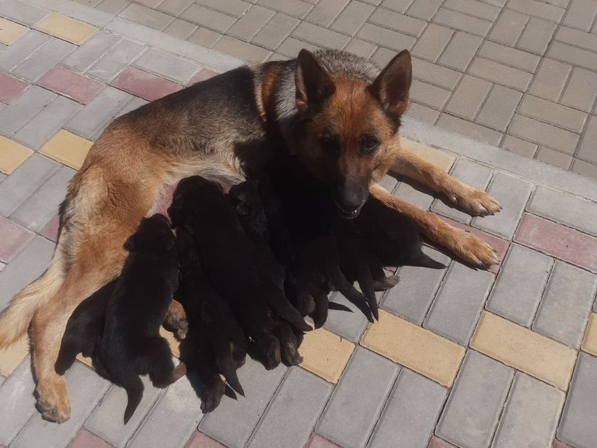 Щенки немецкой овчарки