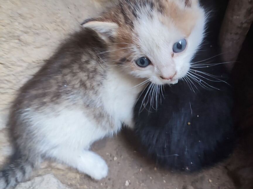 Котятам нужен дом