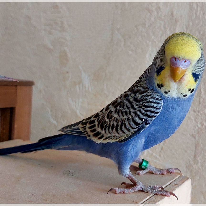 Птенцы волнистый попугай москва