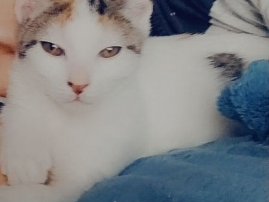 Котята в добрые руки бесплатно