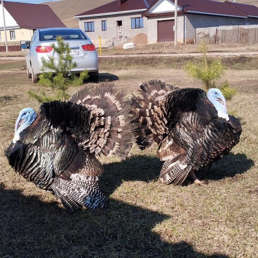 Индюки индюшата