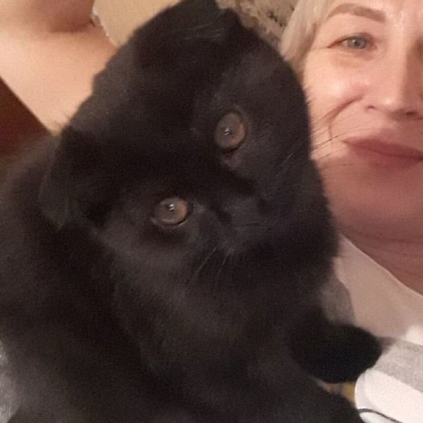 Котёнок