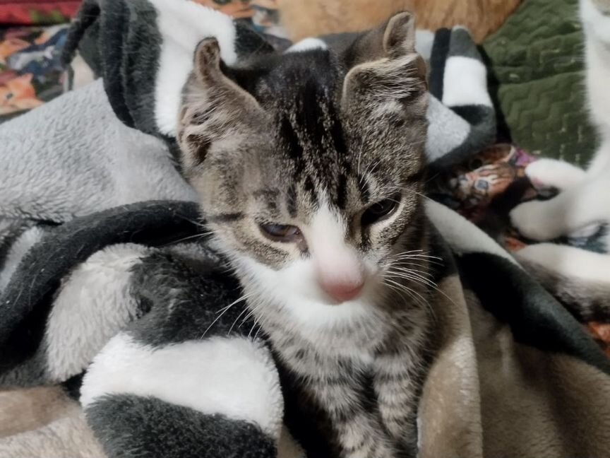 Котик,3 мес.со смешными ушками