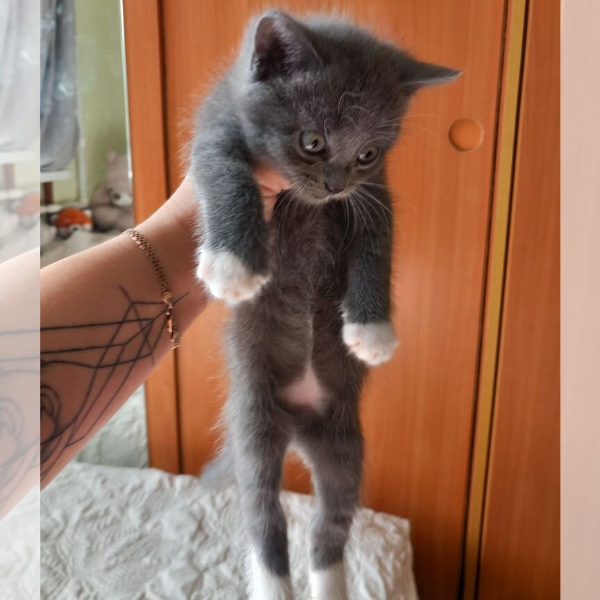 Котёнок в добрые руки