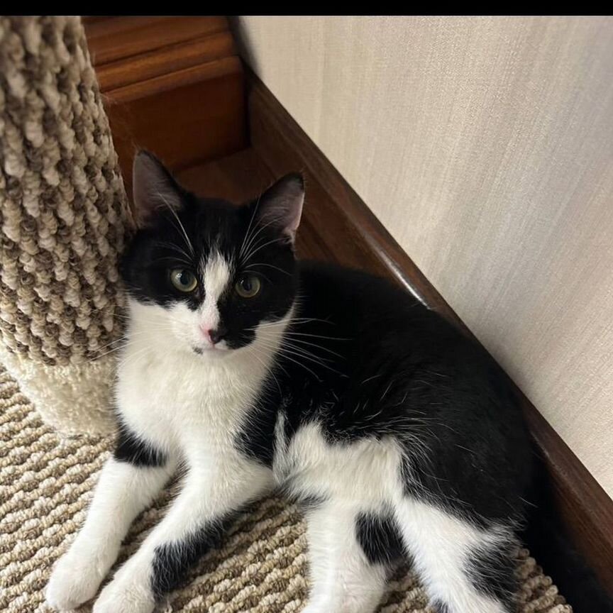 Котенок в добрые оуки с доставкой