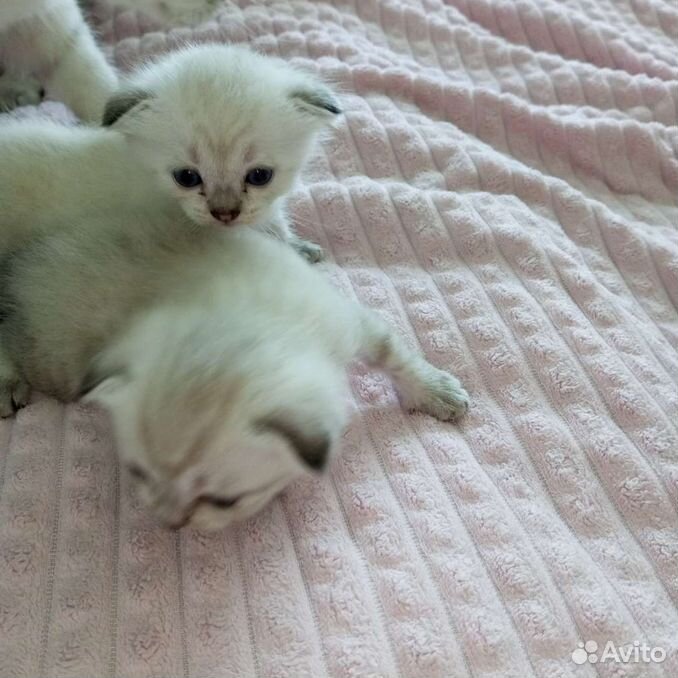 Британская вислоухая кошка