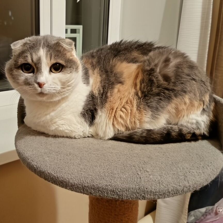 Взрослая кошка в добрые руки