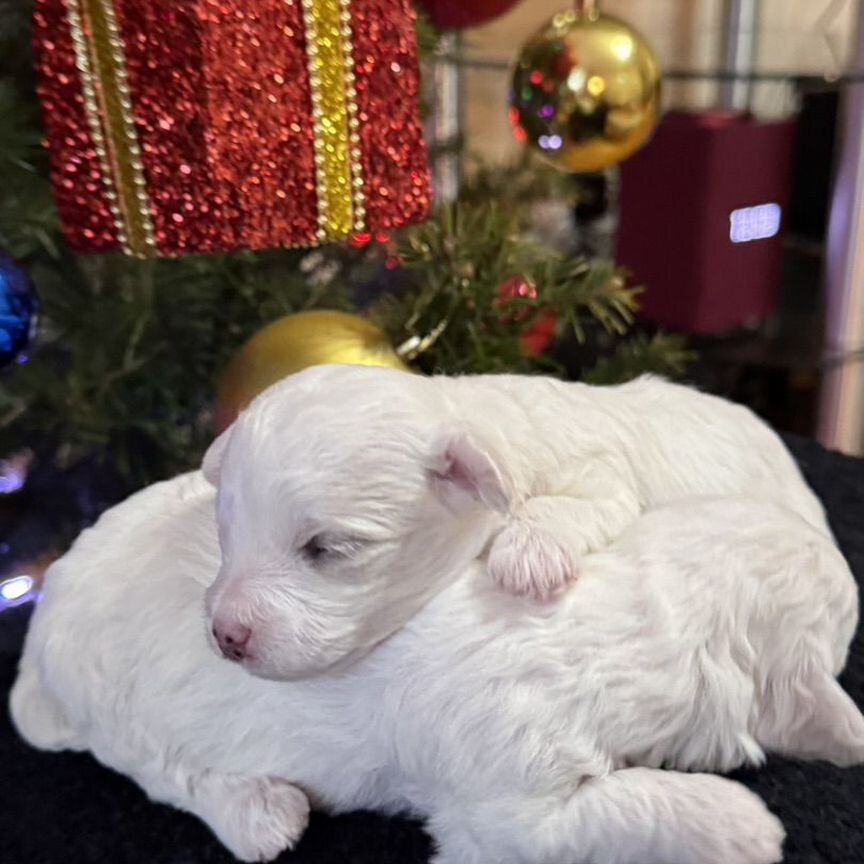 Бишон фризе, щенок