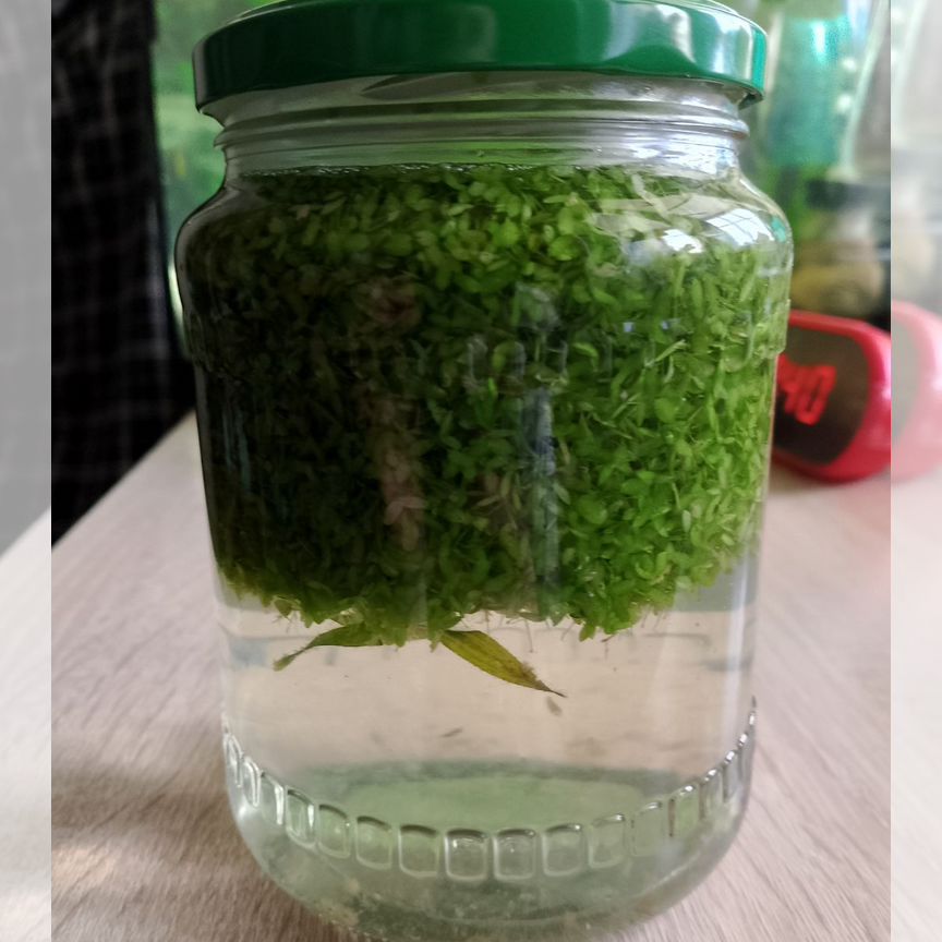 Растения пистия