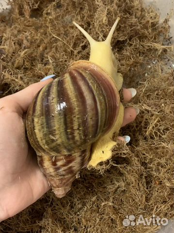 Улитка архахатина сп бенин