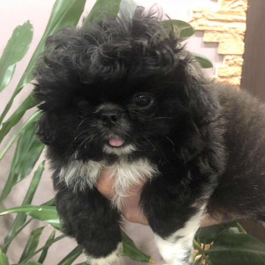 Чудесные Малыши