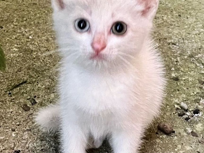 Разноглазый котенок в добрые руки
