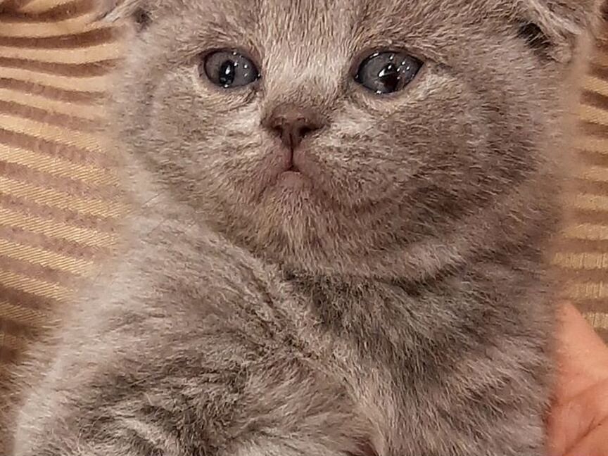 Шотландские вислоухие котята