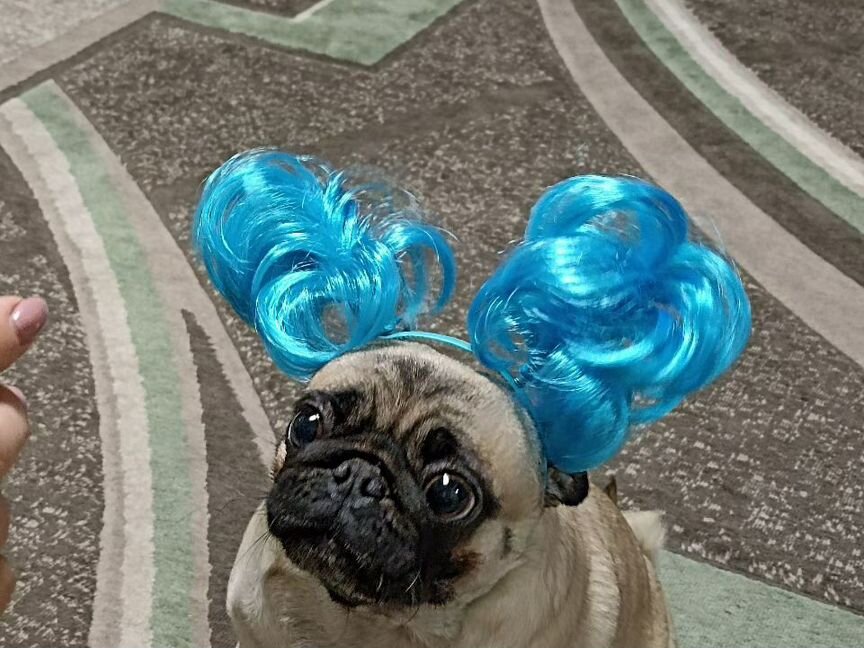 Мопс