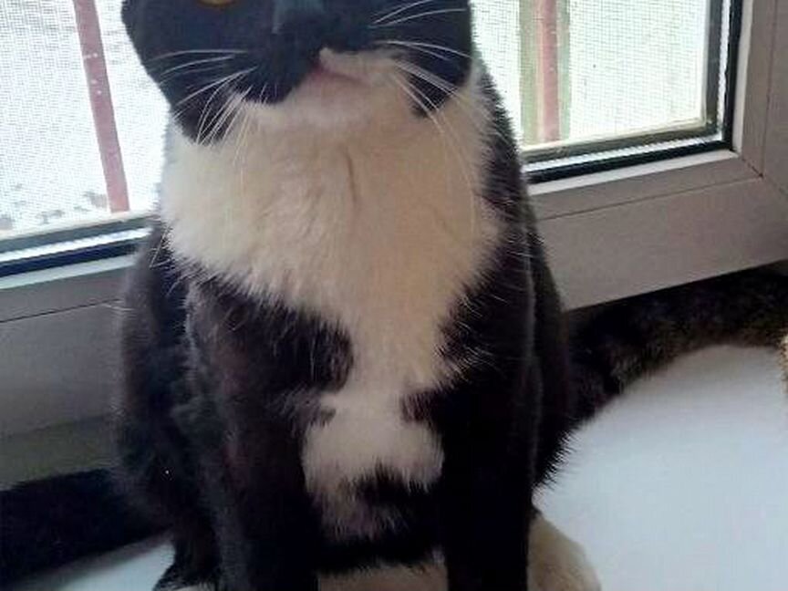 Черныш ищет дом