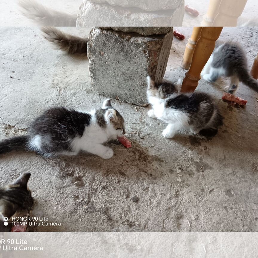 Отдам в добрые руки котят)