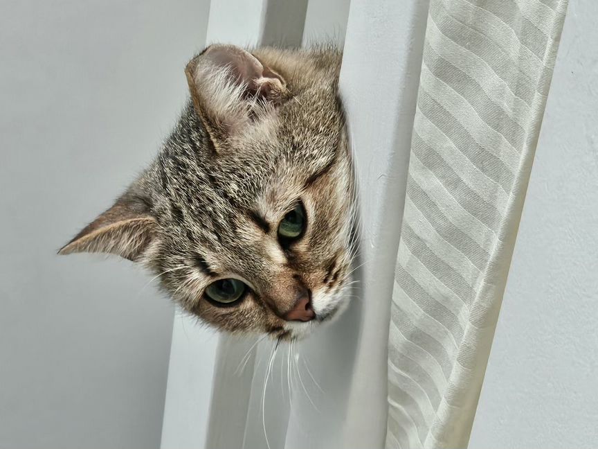 Кошечка