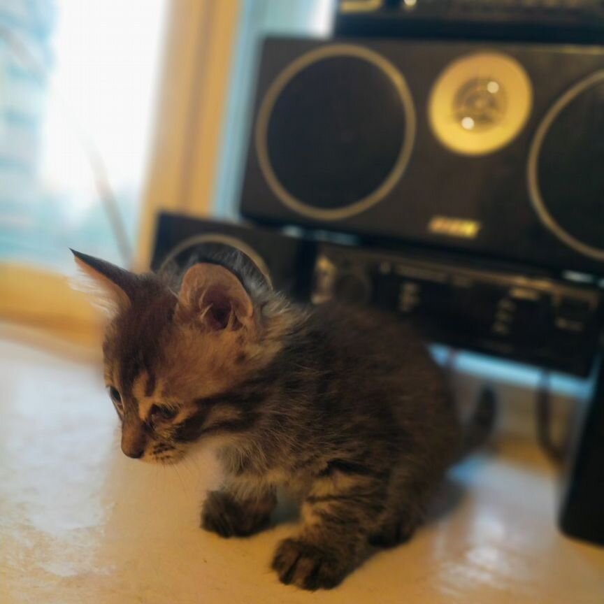 Котенок