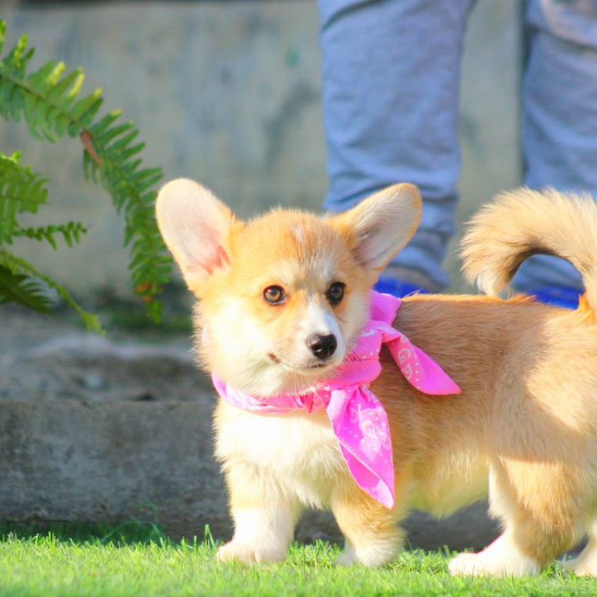 Офелия корги малышка