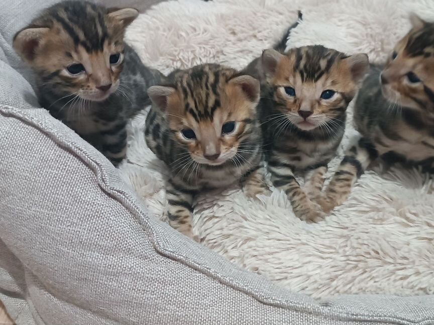 К брони котята бенгальской породы