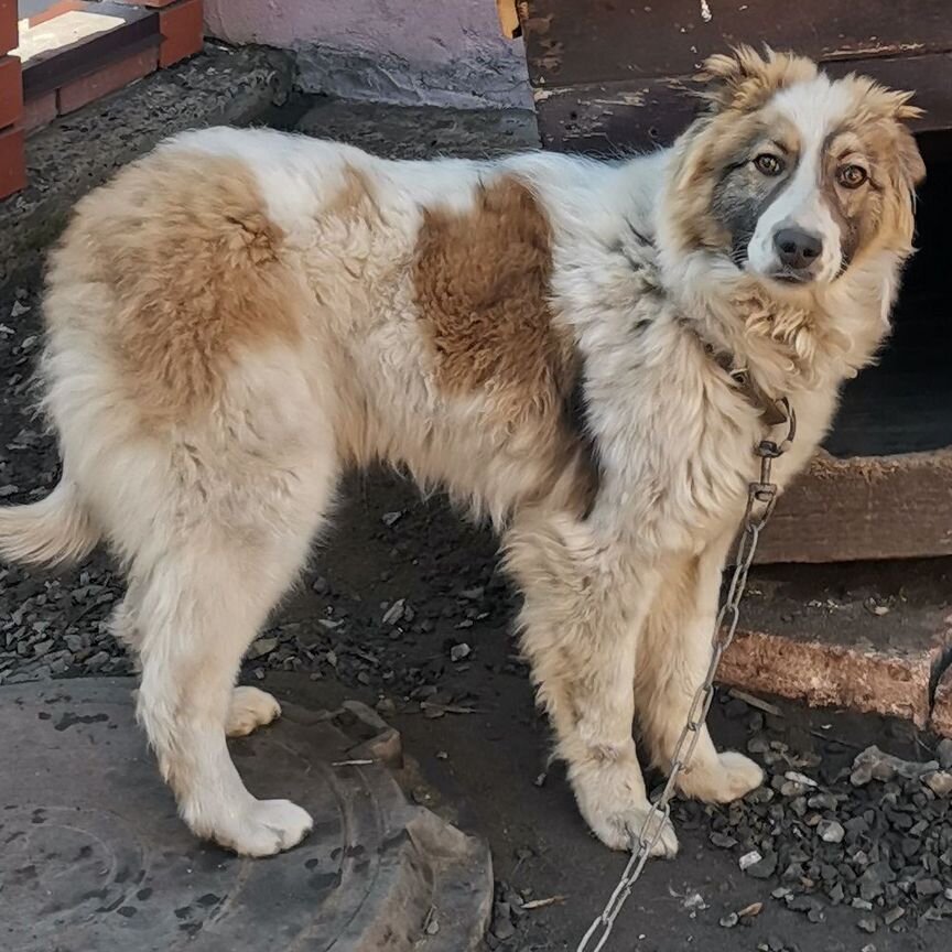 Алано, щенок