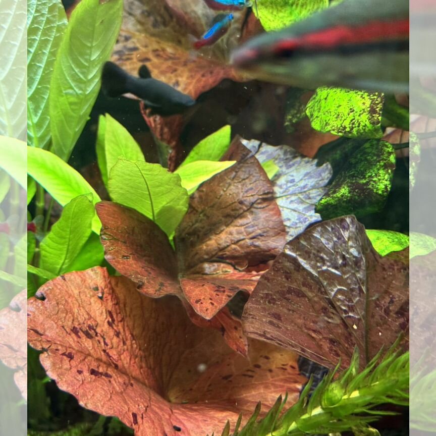 Нимфея красная